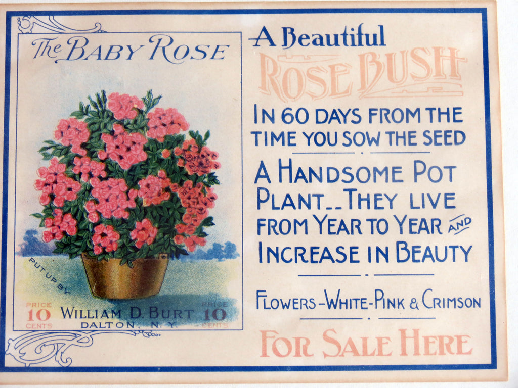 Vintage William Burt "Rose Bush" advertisement, framed (c 1910 ...